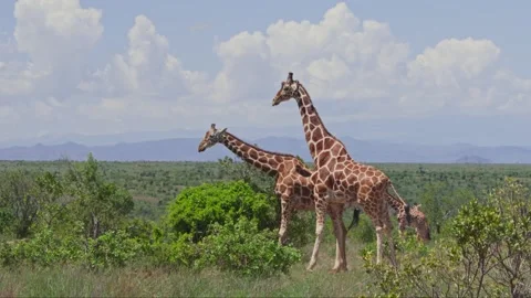 Giraffe Mating Stock Videos – Royalty-Free HD & 4K Videos | Pond5