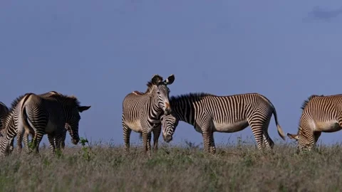 Zebras Mating Stock Video Footage | Royalty Free Zebras Mating Videos ...