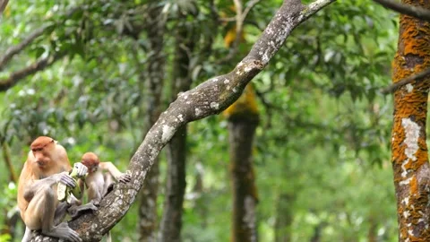 Monkey Long Nose Stock Videos – Royalty-Free HD & 4K Videos | Page 3