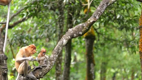 Monkey Long Nose Stock Videos – Royalty-Free HD & 4K Videos | Page 3