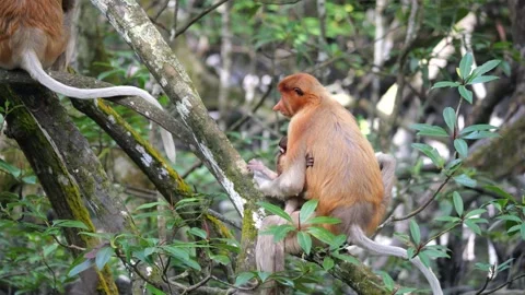 Monkey Long Nose Stock Videos – Royalty-Free HD & 4K Videos | Page 3