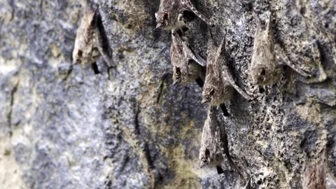 Long nose river bats hanging on a rock. ... | Stock Video | Pond5