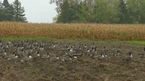 Unsettling Stock Footage ~ Royalty Free Stock Videos | Pond5