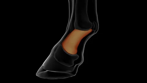 Pelvis Anatomy Stock Video Footage | Royalty Free Pelvis Anatomy Videos ...