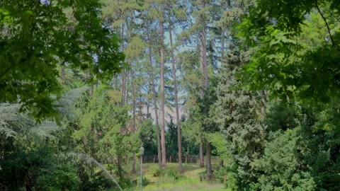 Long Pine Trees in the Park in the backg... | Stock Video | Pond5