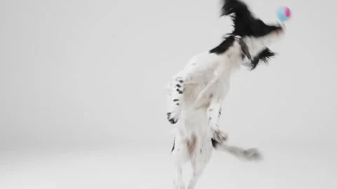 Dog Jumping Stock Videos – Royalty-Free HD & 4K Videos