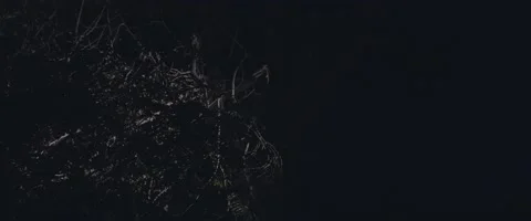 Long shot for forest at night and flash ... | Stock Video | Pond5