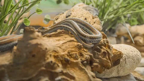 Long snake is crawling on a rock in its ... | Stock Video | Pond5