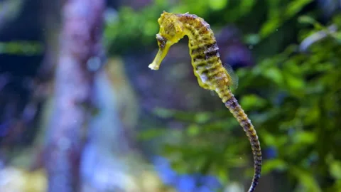 Long-snouted Seahorse Marine Fish | Stock Video | Pond5