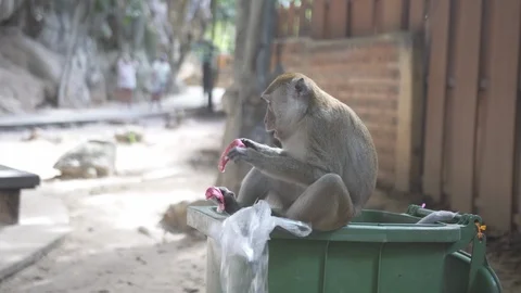 Long-tailed macaque monkey digging in tr... | Stock Video | Pond5