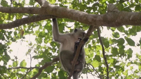 Urinating Tree X Stock Videos – Royalty-Free HD & 4K Videos | Pond5