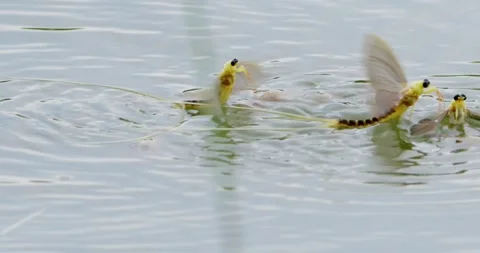 A long-tailed mayflies captured up close... | Stock Video | Pond5