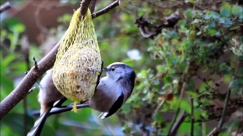 long tailed tits eating bird seed in win... | Stock Video | Pond5