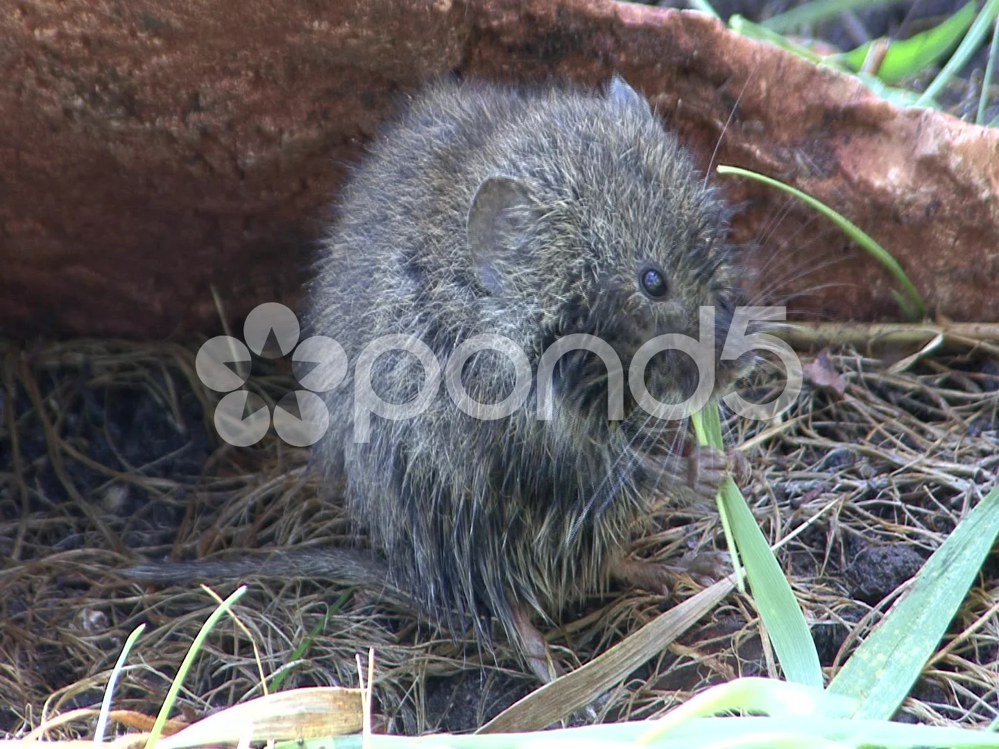 Black Vole