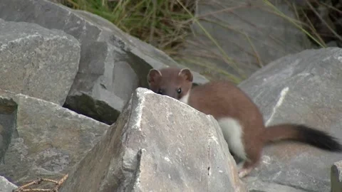 long tailed weasel jumps behind Rocks, s... | Stock Video | Pond5