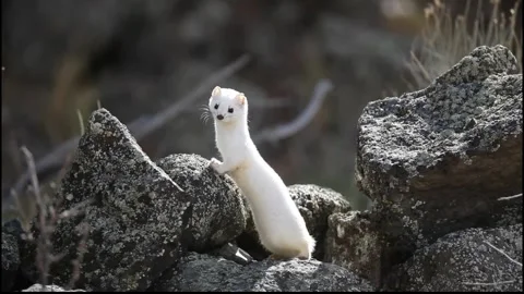 Long-tailed Weasel standing on its hind ... | Stock Video | Pond5