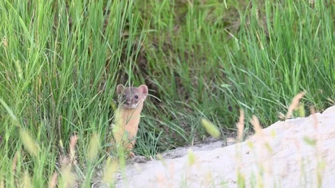 Wild Weasel Stock Videos – Royalty-Free HD & 4K Videos | Pond5