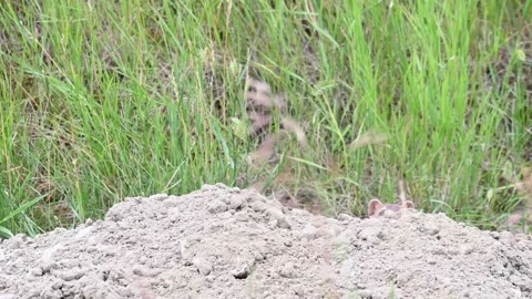 Wild Weasel Stock Videos – Royalty-Free HD & 4K Videos | Pond5