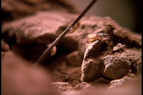 Long thin stick covered with live termit... | Stock Video | Pond5