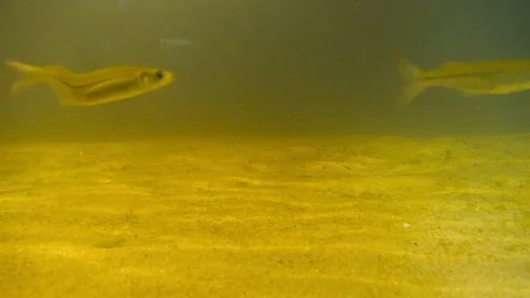 Thing Long Stock Video Footage | Royalty Free Thing Long Videos | Pond5