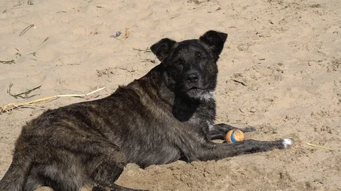 Tight Long S Stock Videos – Royalty-Free HD & 4K Videos | Pond5