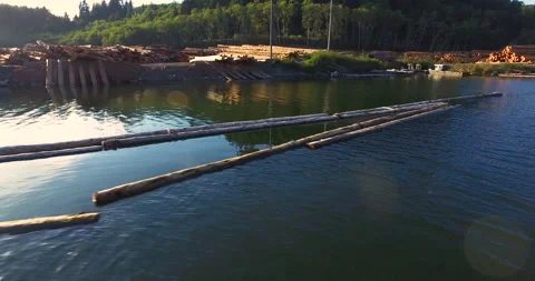 Long Tree Lumber Sitting in Water on Sho... | Stock Video | Pond5
