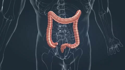 The long, tube like organ that is connec... | Stock Video | Pond5