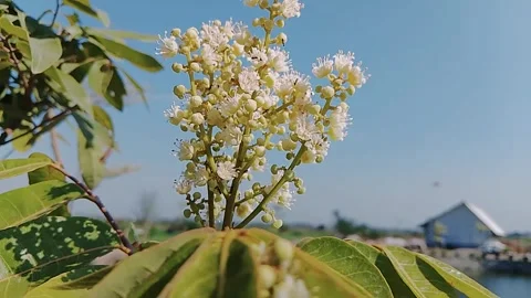 Longan Fruits flowers in bloom during th... | Stock Video | Pond5