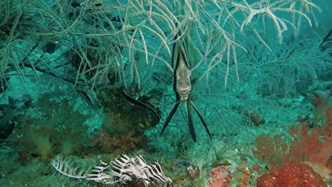 Longfin Stock Video Footage | Royalty Free Longfin Videos | Pond5