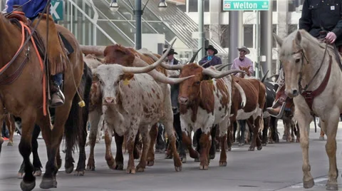 Show Lead Stock Videos – Royalty-Free HD & 4K Videos