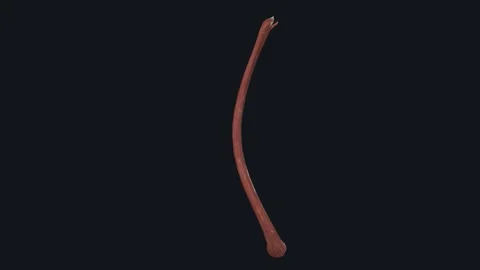 Longitudinal Muscular Layer of Esophagus | Stock Video | Pond5