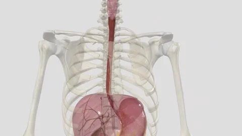 Longitudinal Muscular Layer of Esophagus | Stock Video | Pond5