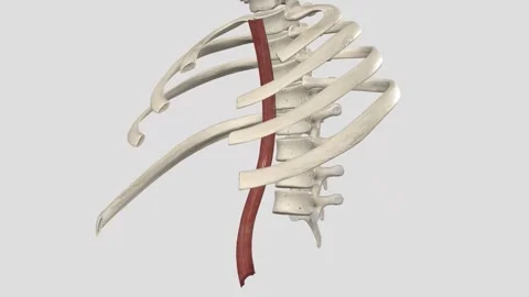 Longitudinal Muscular Layer of Esophagus | Stock Video | Pond5