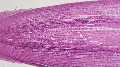 Longitudinal section cut of root tip of ... | Stock Video | Pond5