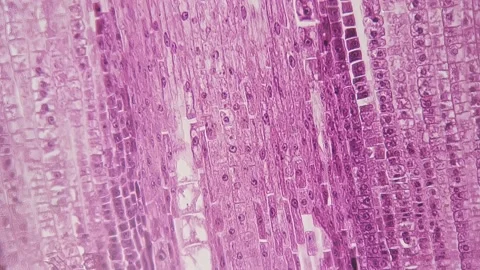 Longitudinal section cut of root tip of ... | Stock Video | Pond5