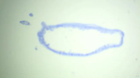 Hydra Hd To Stock Videos – Royalty-Free HD & 4K Videos | Pond5