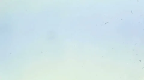 Hydra Hd To Stock Videos – Royalty-Free HD & 4K Videos | Pond5