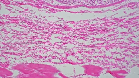 Longitudinal section of kidney filmed un... | Stock Video | Pond5