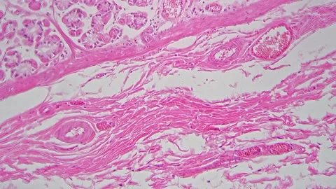 Longitudinal section of kidney magnified... | Stock Video | Pond5