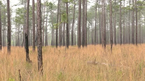 Forest Ecosystem Stock Video Footage | Royalty Free Forest Ecosystem ...