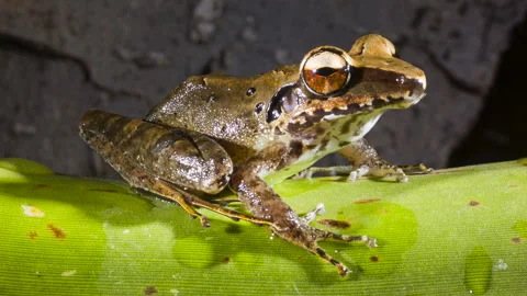 The Longsnout Robber Frog (Craugastor lo... | Stock Video | Pond5