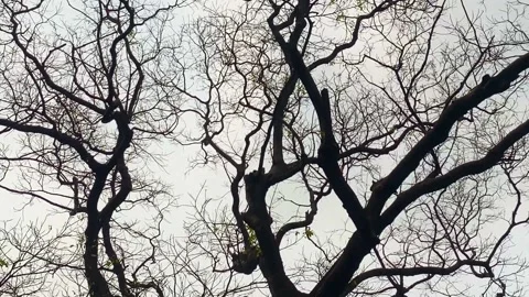 Shake Tree Pov Stock Videos – Royalty-Free HD & 4K Videos | Pond5