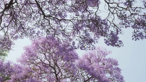 Looking up at canopy of Jacaranda tree i... | Stock Video | Pond5