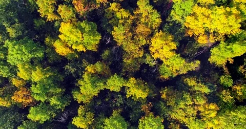 Looking down on forest of Autumn colors,... | Stock Video | Pond5
