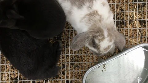 Looking down on rabbits sitting in cage ... | Stock Video | Pond5