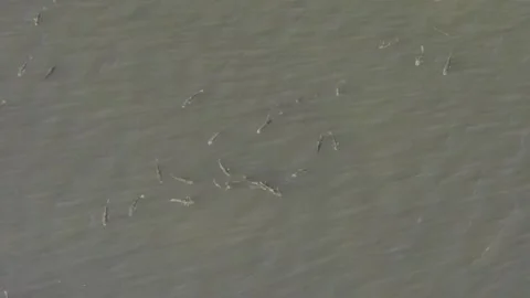 Looking down at a school of mullet fish ... | Stock Video | Pond5