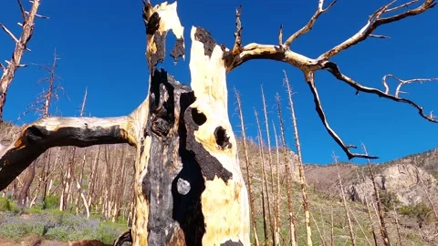 Looking Up At Huge Dead Burned Tree, For... | Stock Video | Pond5