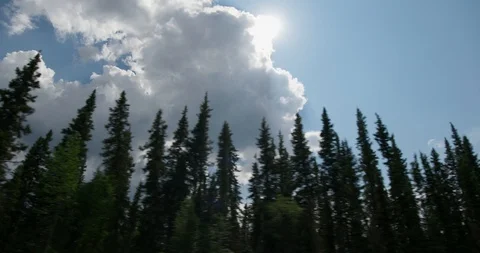 Looking up to see trees pass by on river... | Stock Video | Pond5