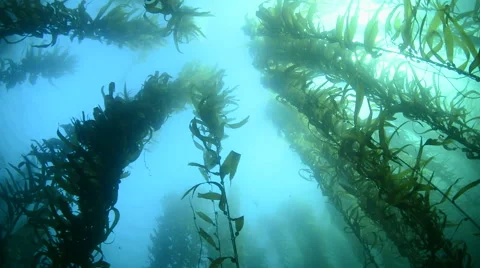 Looking up at a thick kelp bed | Stock Video | Pond5