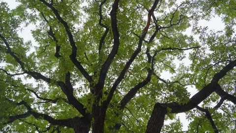 Looking up thru tree branches and green ... | Stock Video | Pond5